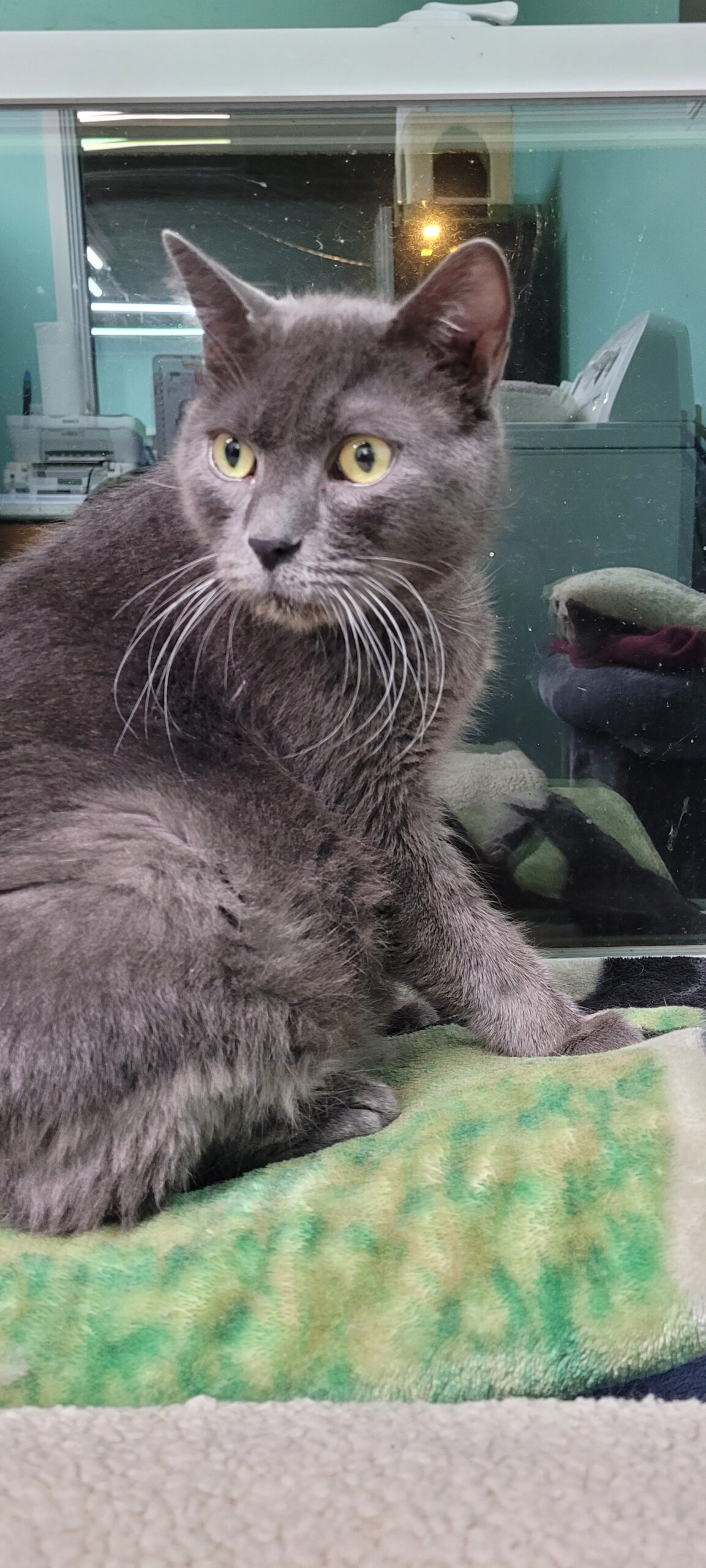 Marley - Halfway Home Pet Rescue