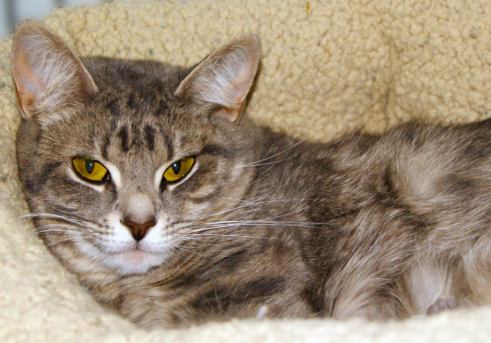 Taylor - Halfway Home Pet Rescue