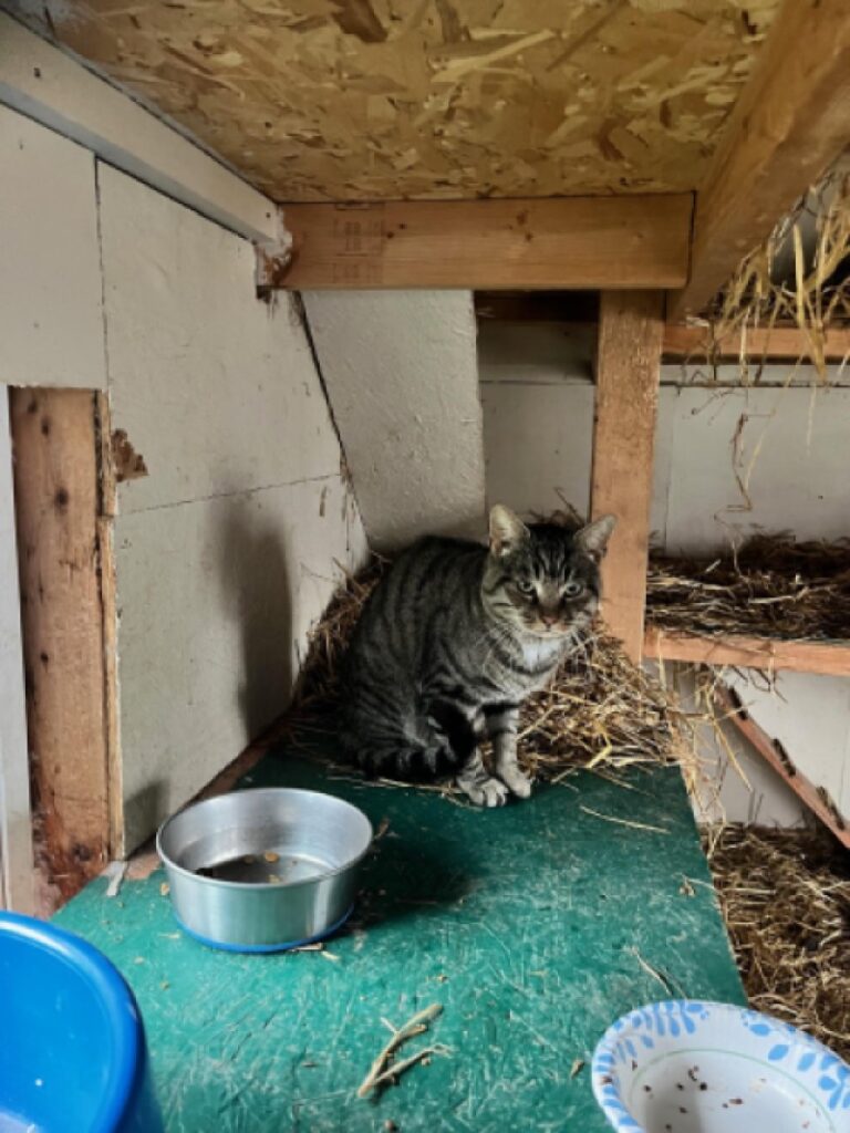 Barn Cats - Halfway Home Pet Rescue